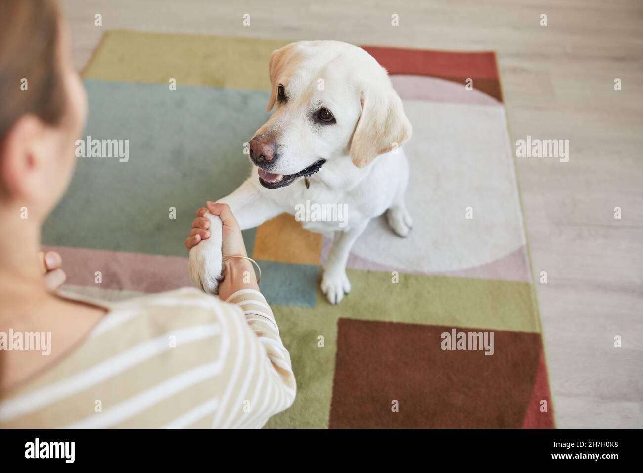 High angle portrait of white Labrador dog giving paw to young woman in ...