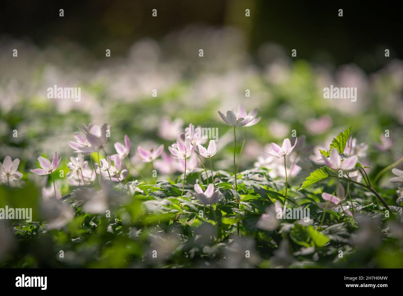Wood anemone (Anemone nemorosa) in the Neuchâtel jungle, Zetel ...