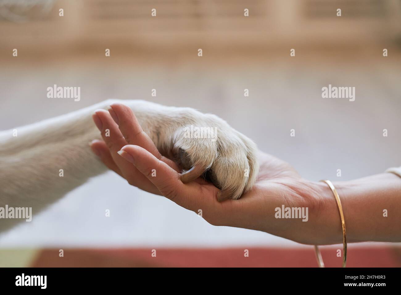 Human animal bonding hi-res stock photography and images - Alamy