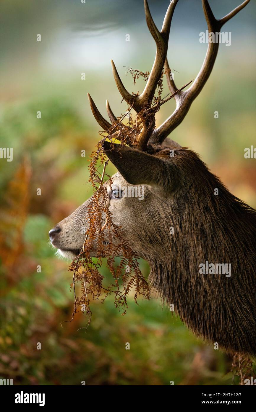 Red deer Stag during the rut with bracken over its face. UK Stock Photo ...