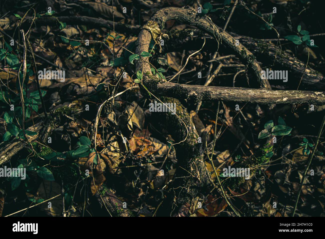 Dark tangled forest night hi-res stock photography and images - Alamy