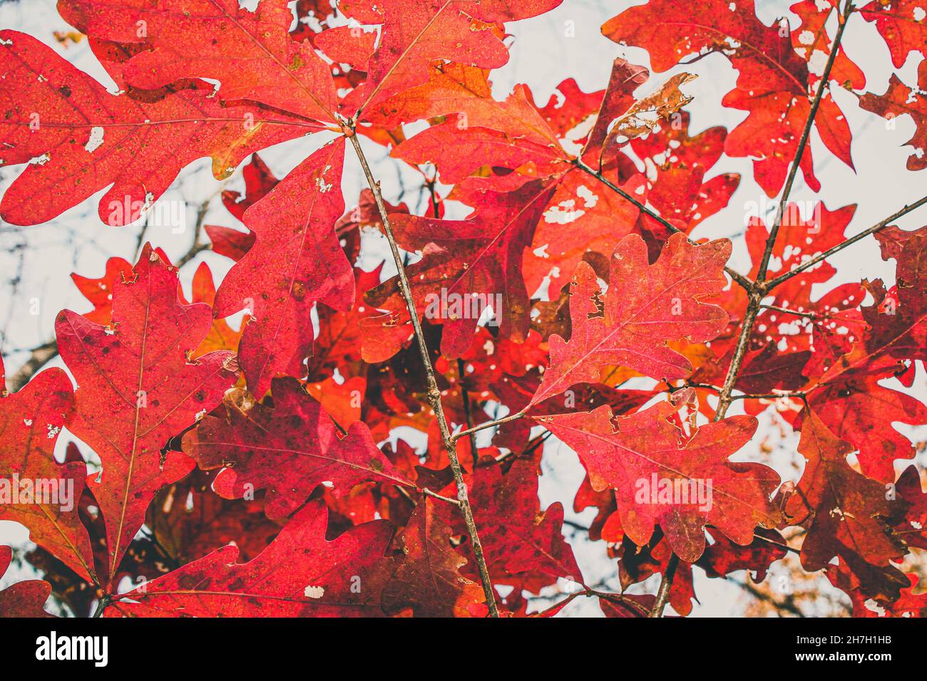 Midcentury modern hi-res stock photography and images - Alamy
