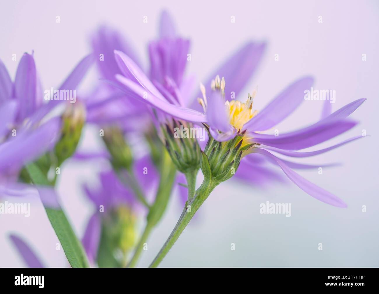 Autumn aster flowers of Aster Cordifolius Little Carlow Stock Photo - Alamy