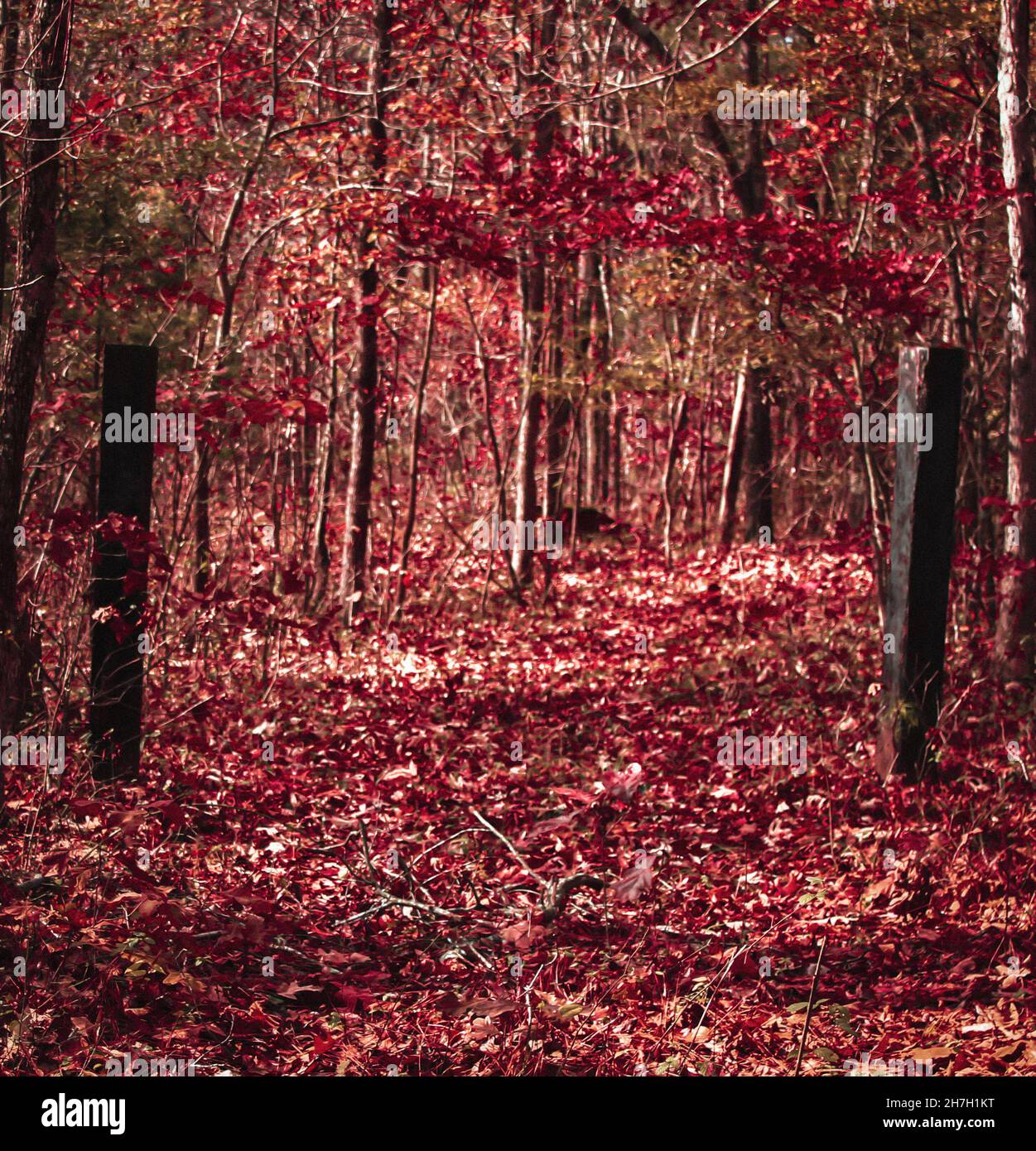 An enchanting red leaf forest in autumn Stock Photo - Alamy
