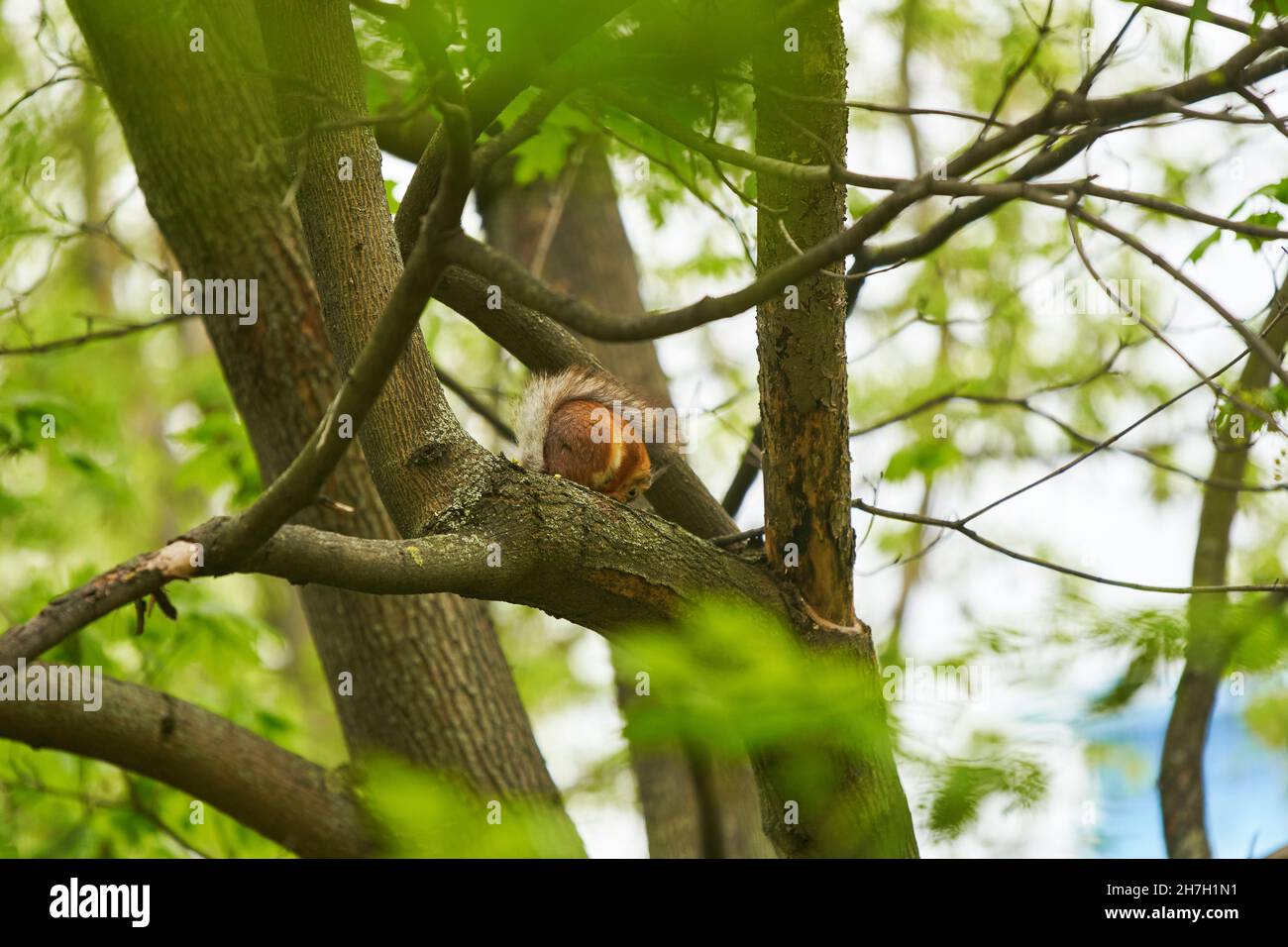 Sciurus vulgaris sleeping hi-res stock photography and images - Alamy