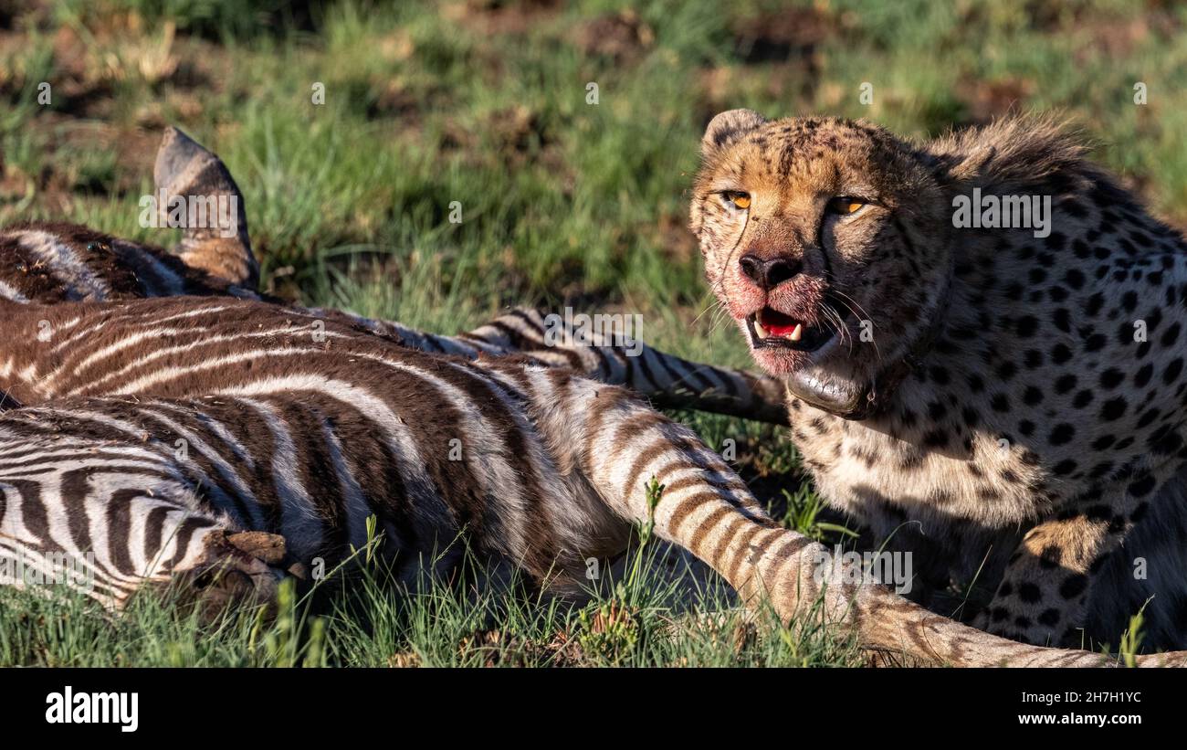 Cheetah Hunting Zebra