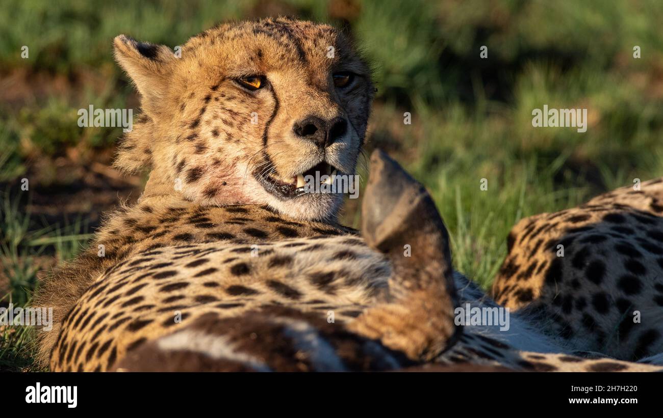 Cheetah hunting zebra hi-res stock photography and images - Alamy