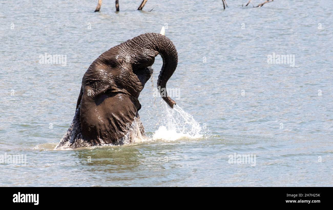Jumping elephant hi-res stock photography and images - Alamy