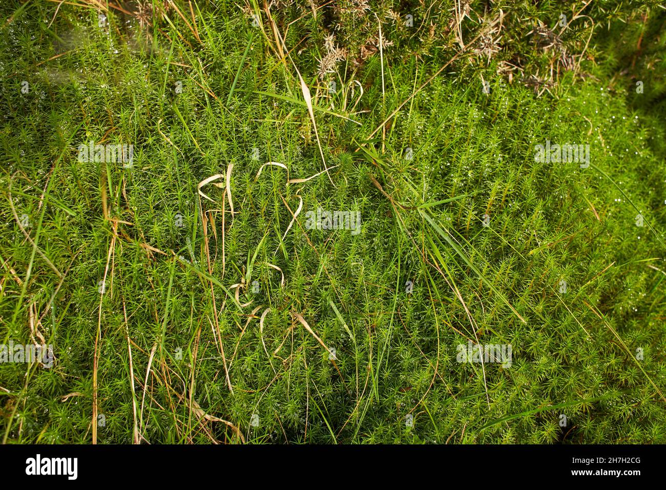 Stiff clubmoss (Lycopodium annotinum) covering forest floor in Ireland ...