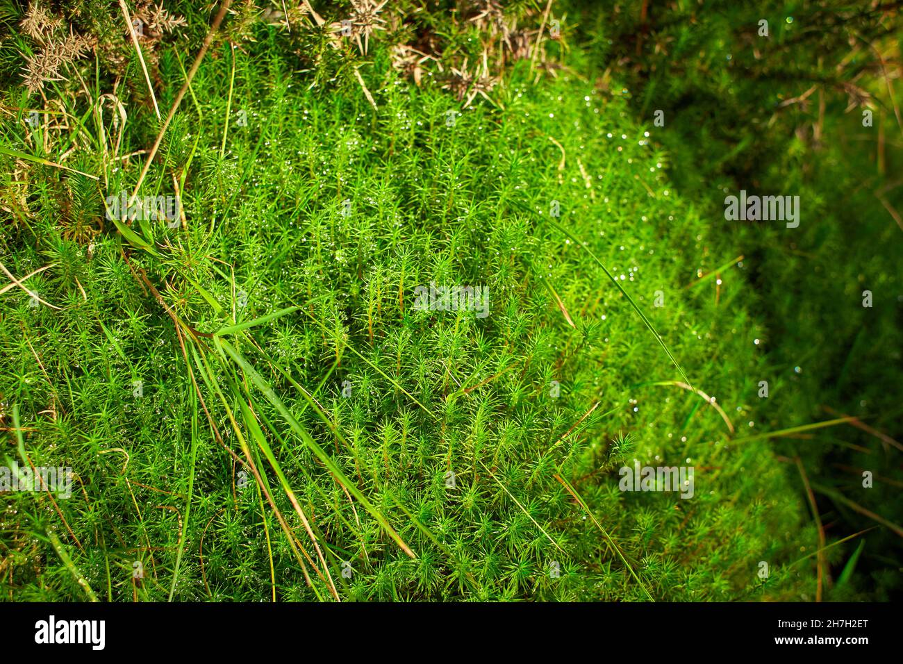Stiff clubmoss (Lycopodium annotinum) covering forest floor in Ireland ...