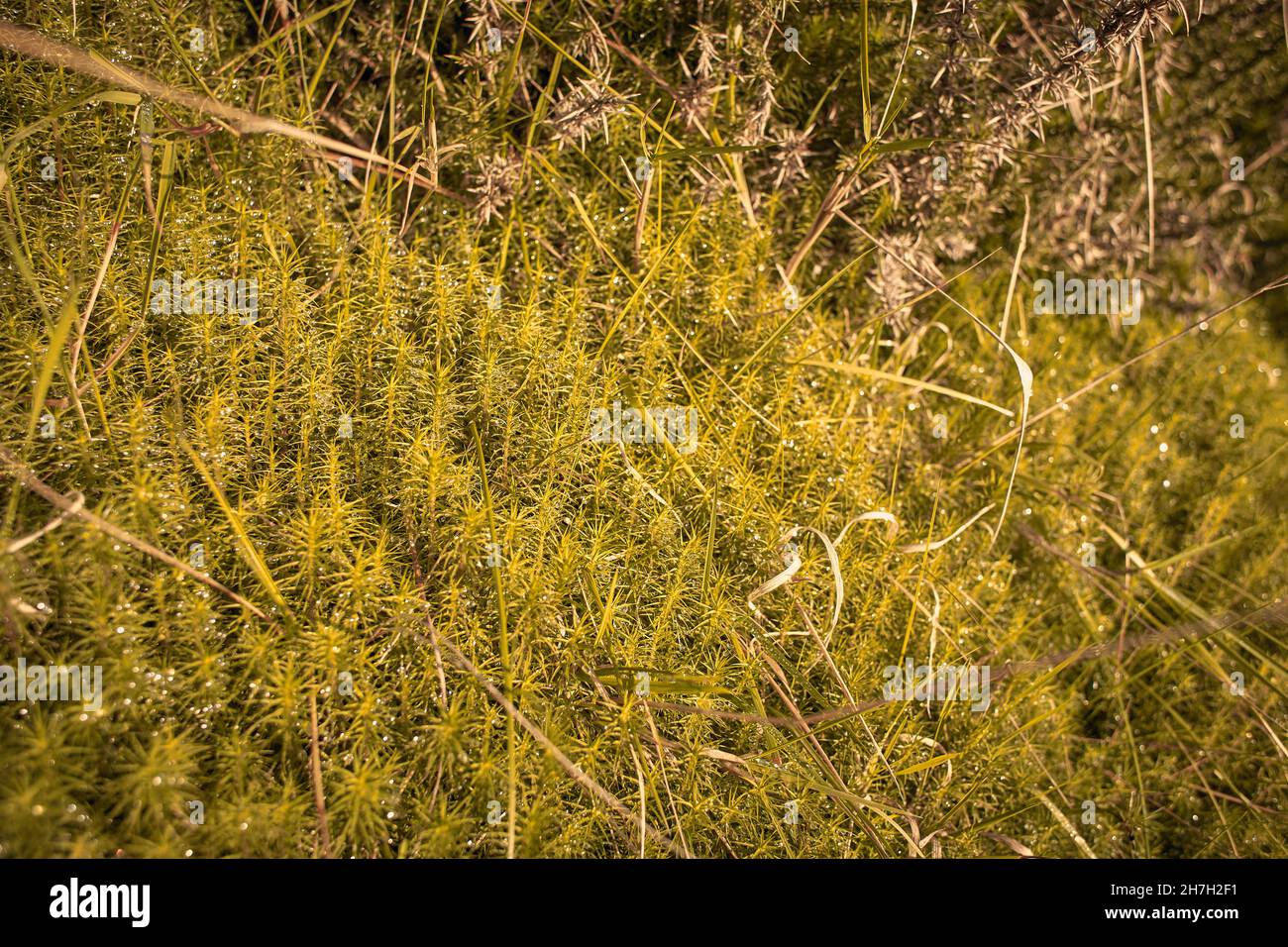 Stiff clubmoss lycopodium annotinum hi-res stock photography and images ...