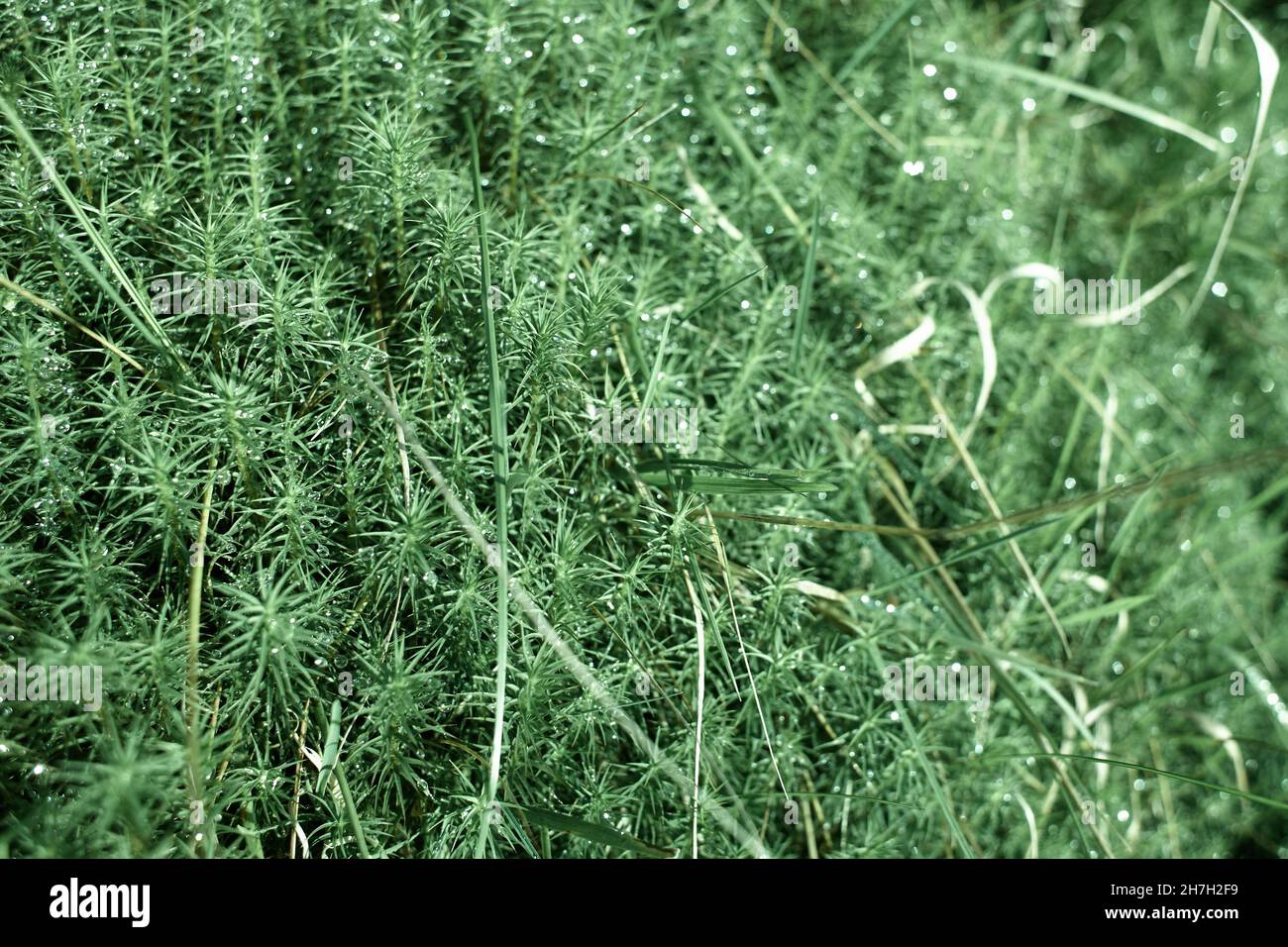 Stiff clubmoss (Lycopodium annotinum) covering forest floor in Ireland ...