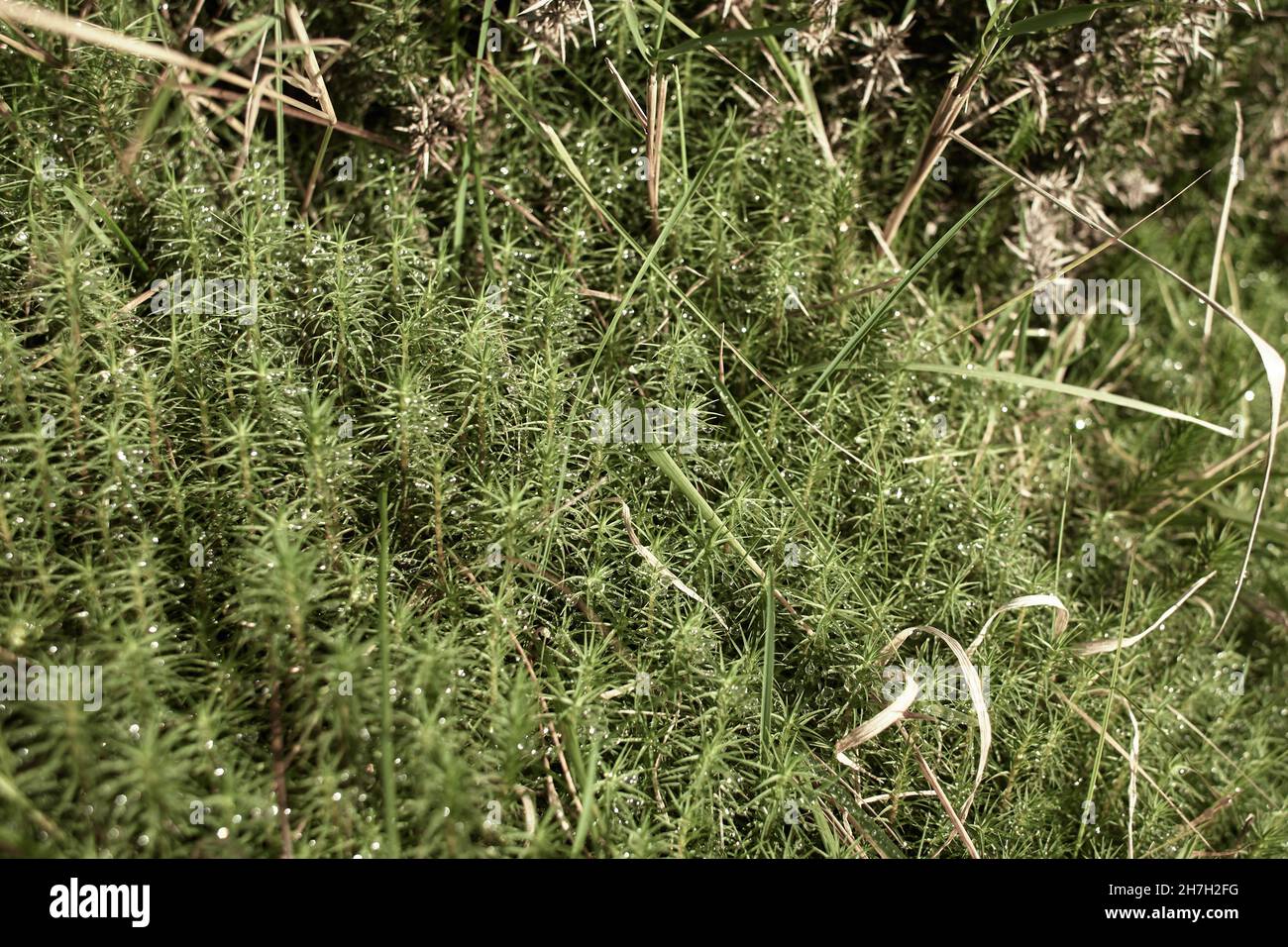 Stiff clubmoss (Lycopodium annotinum) covering forest floor in Ireland ...