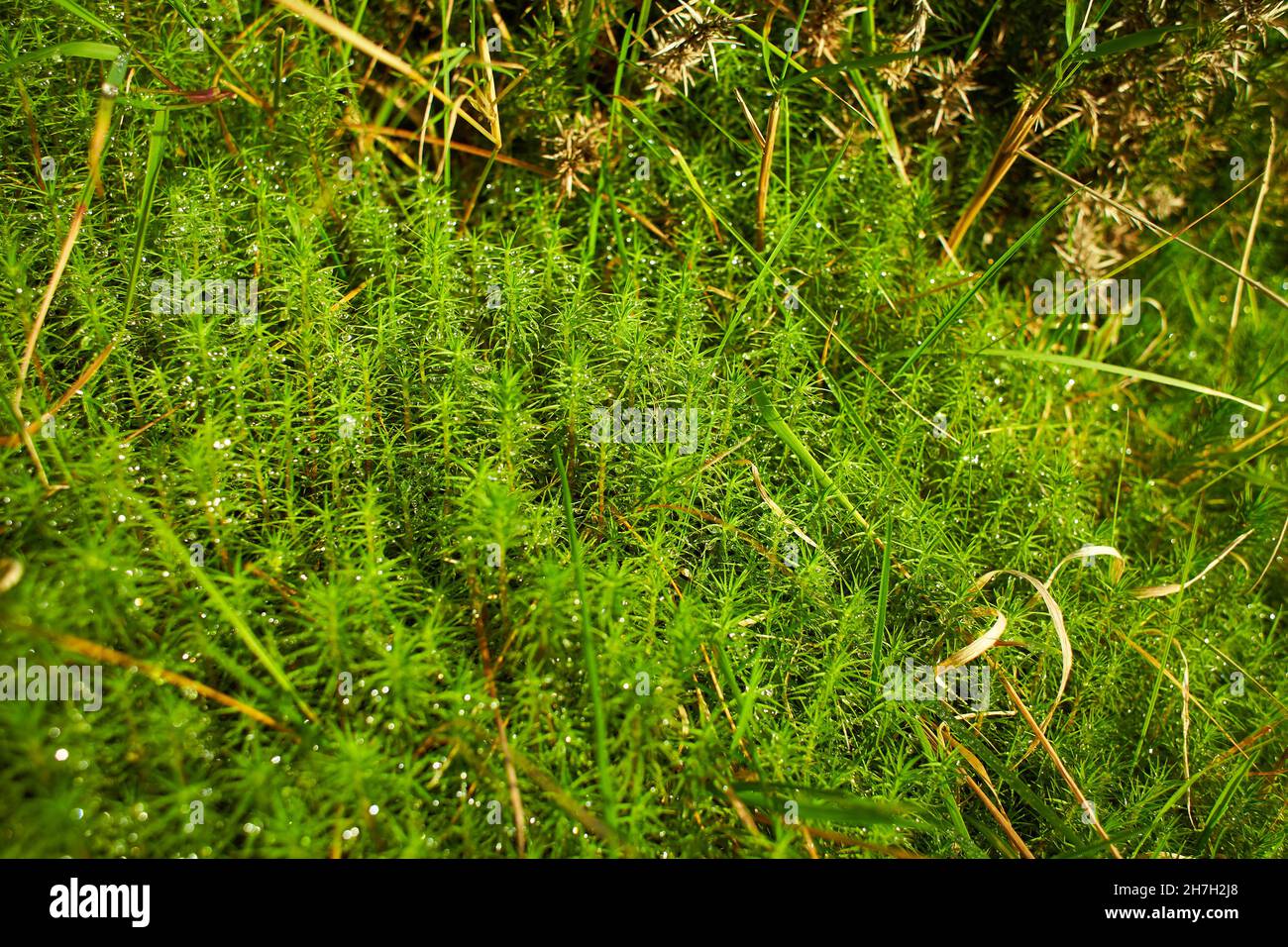 Stiff clubmoss (Lycopodium annotinum) covering forest floor in Ireland ...