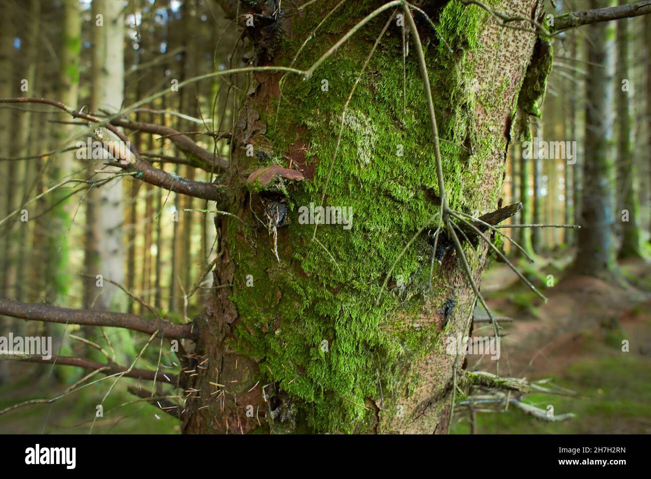 Mossy tree trunk in forest scene. Tree trunk moss. Tree trunk green ...