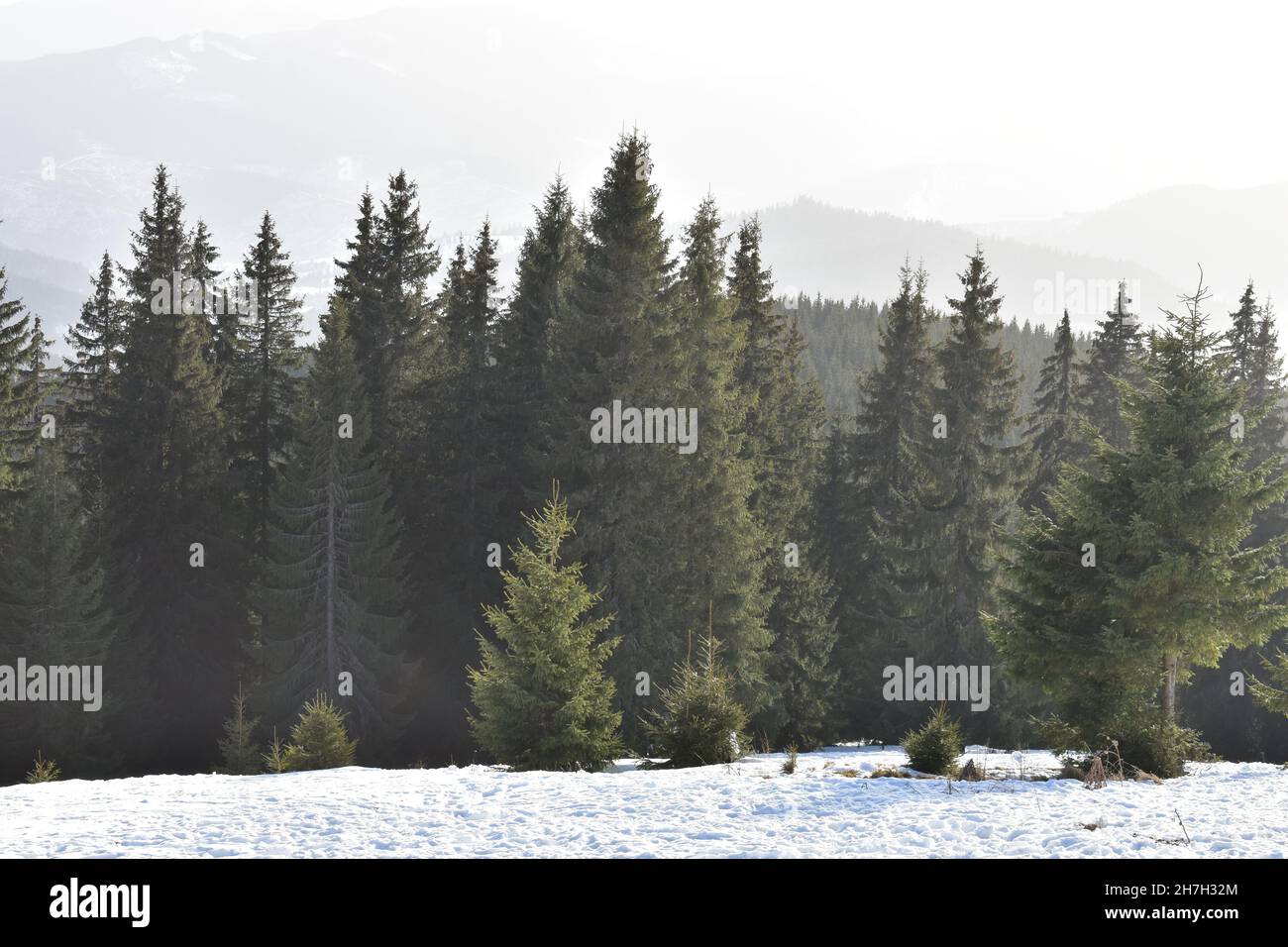 Highland and a fir forest half covered by the snow Stock Photo - Alamy