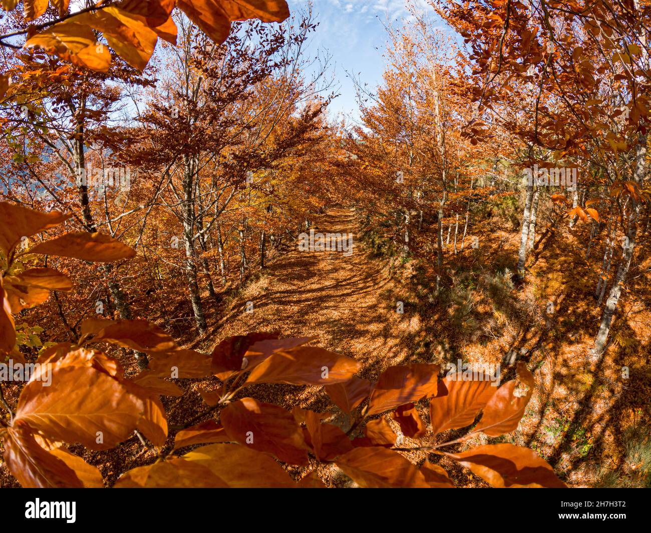 Autumn forest pathway leaves fall in ground landscape on autumnal ...