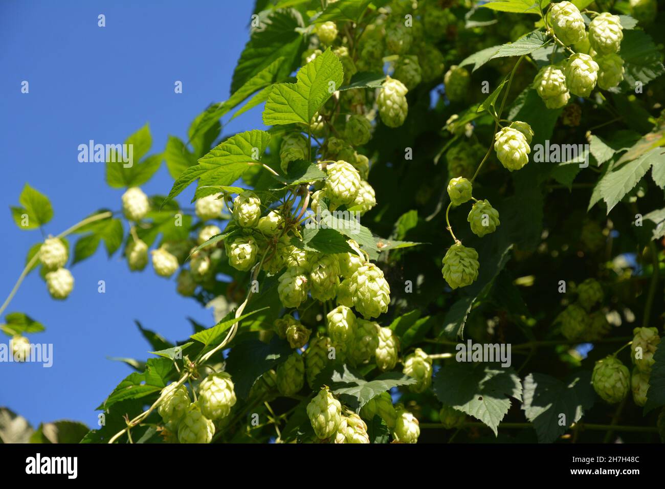 Hop plant with hop cones against the blue sky. Growing humulus, or hop ...