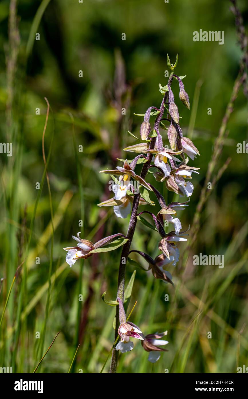Marsh helleborine epipactis palustris in bloom hi-res stock photography and images - Alamy