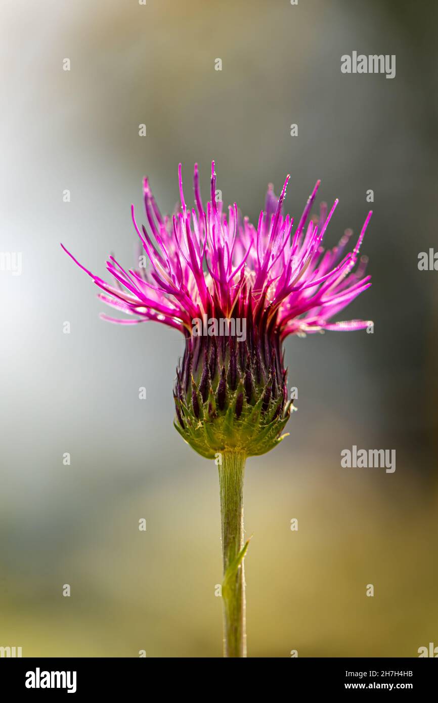 Cirsium rivulare flower growing in meadow Stock Photo - Alamy