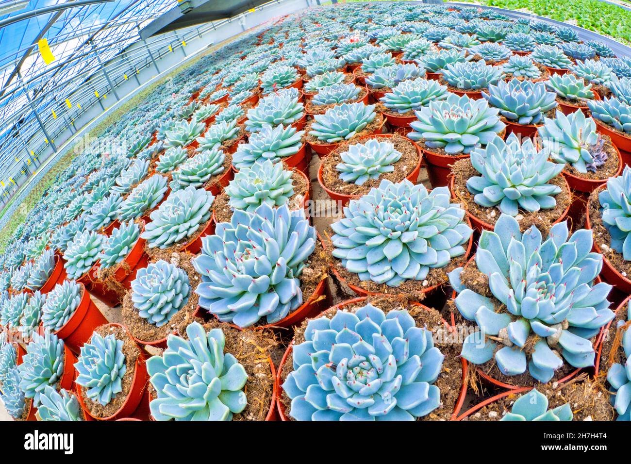 Growing Plants Cultivation, Dutch Greenhose, Holland, Netherlands ...