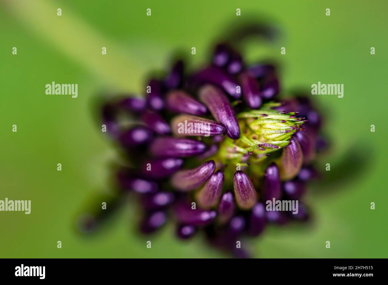 Phyteuma ovatum hi-res stock photography and images - Alamy