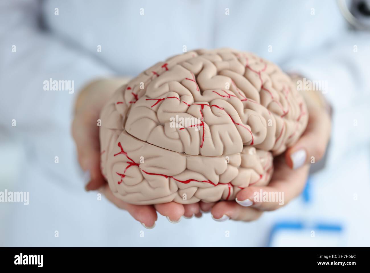 Hand holding human brain organ hi-res stock photography and images - Alamy
