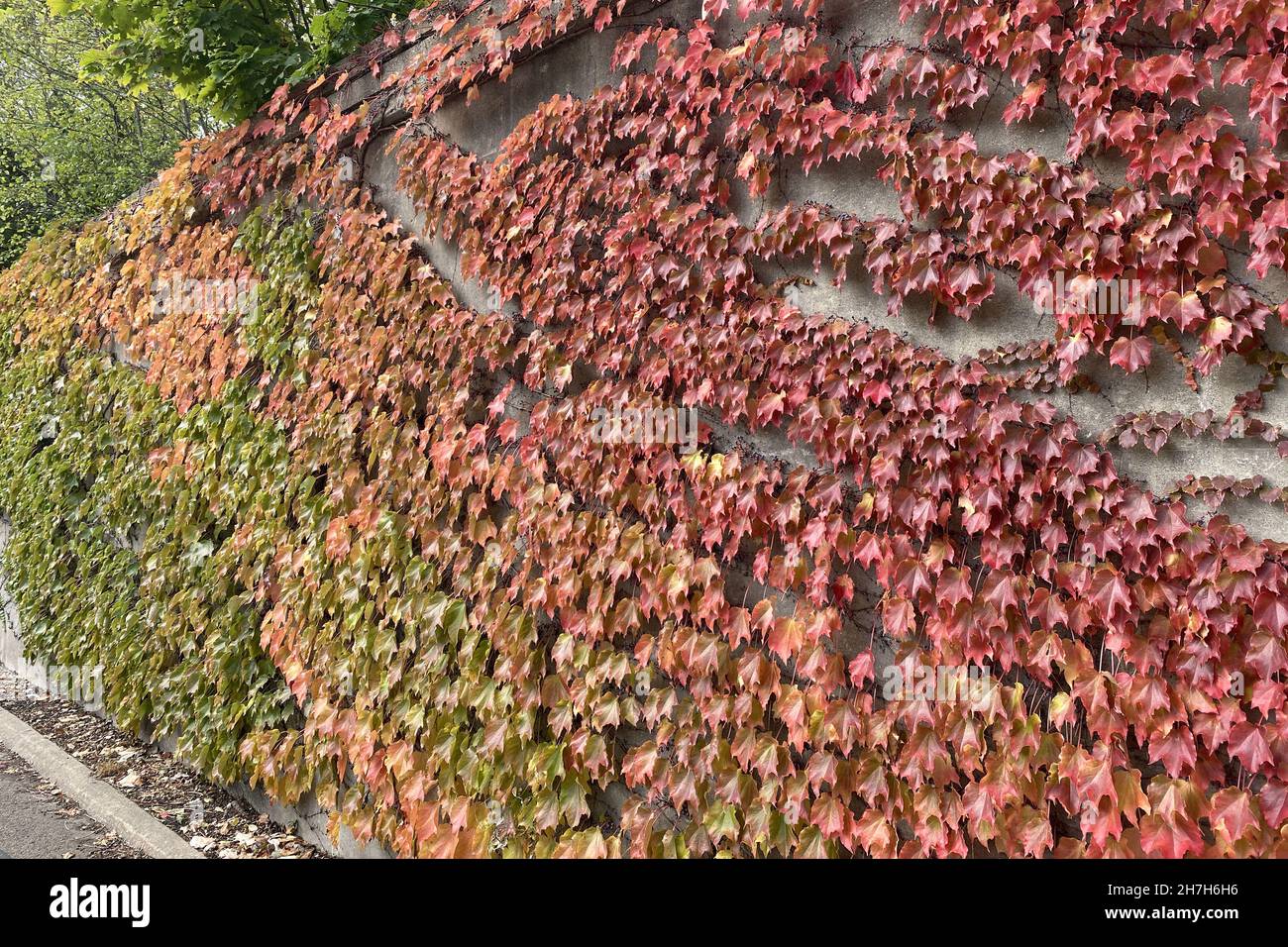 Autumn ivy dense leaves on a wall Stock Photo - Alamy