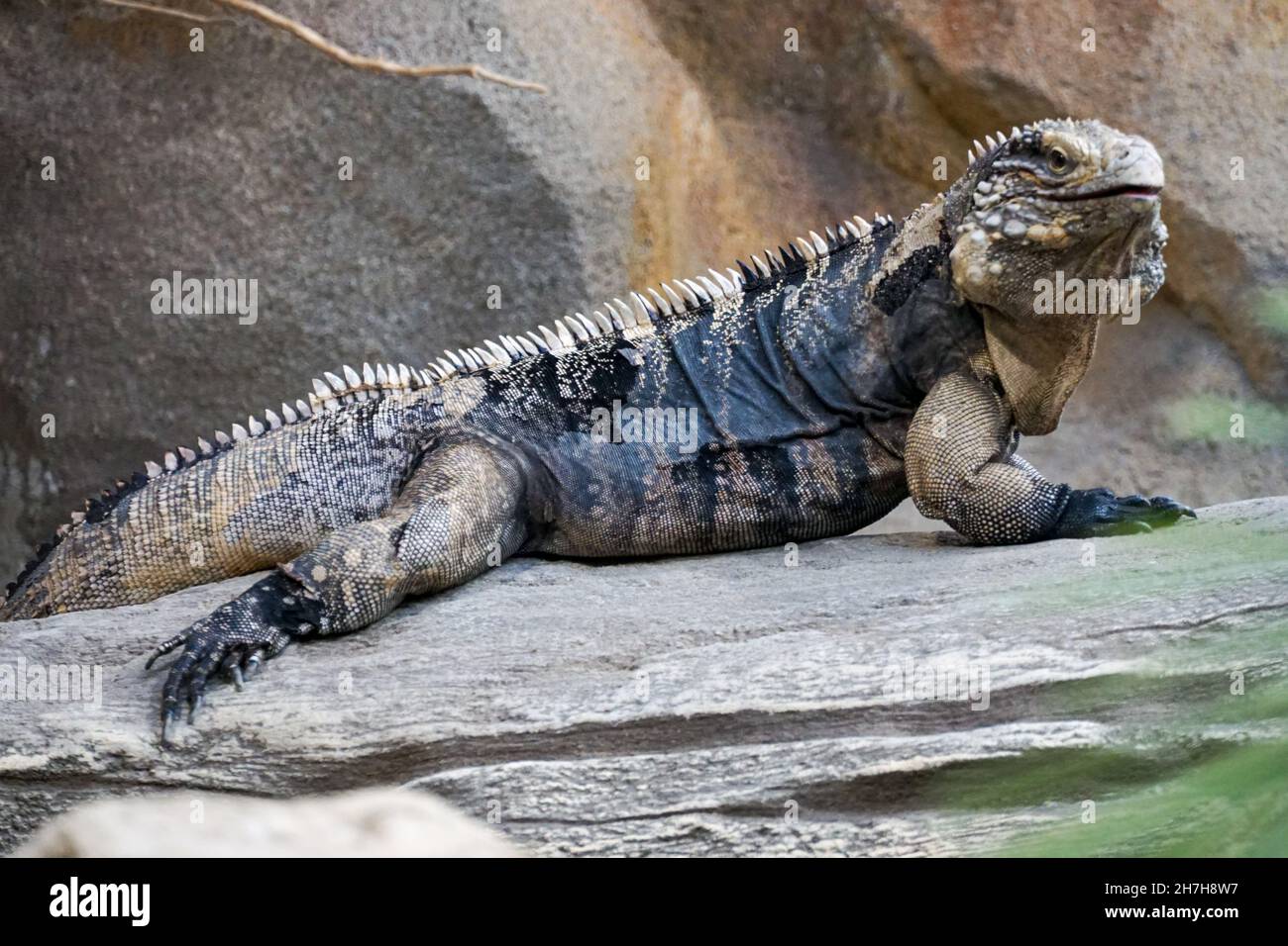 Iguana is a genus of herbivorous lizards that are native to tropical ...