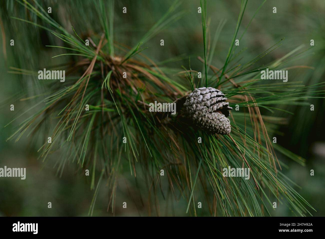 Pine cone from cedar tree hi-res stock photography and images - Alamy