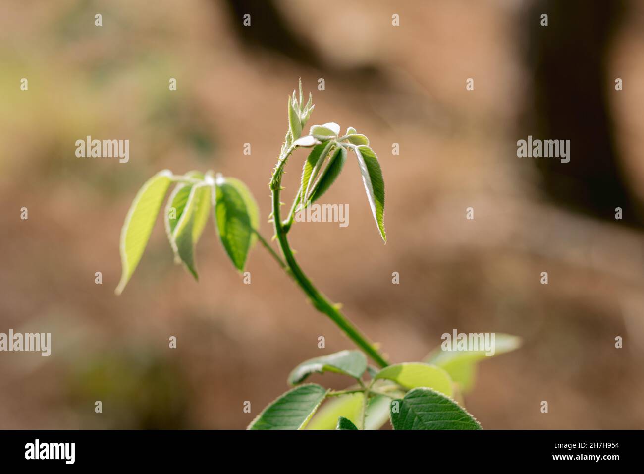 young plant flourishing Stock Photo - Alamy