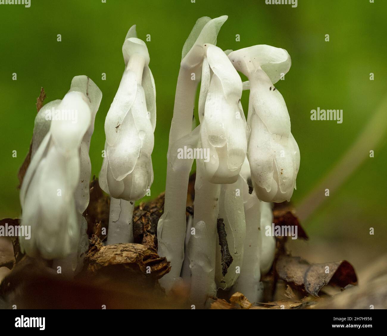 Ghost plant flower hi-res stock photography and images - Alamy