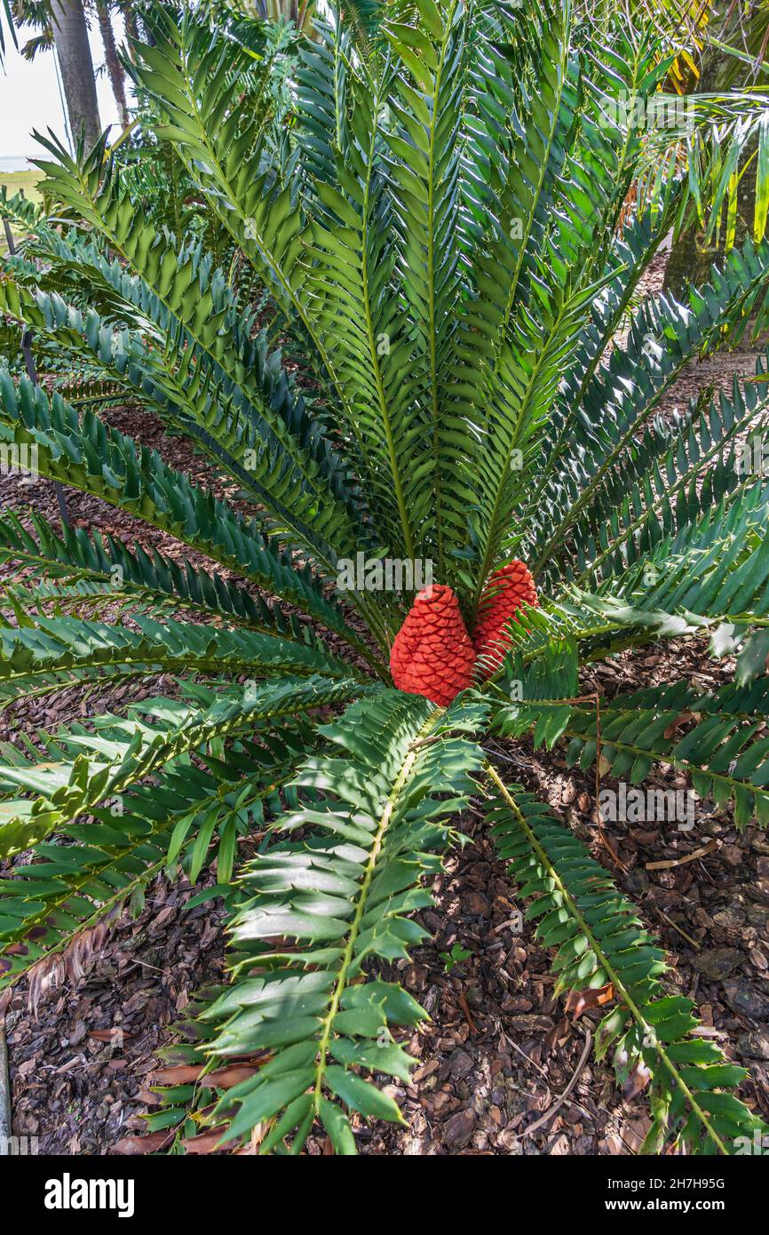 Cycad of species Encephalartos ferox, native to southeastern Africa ...