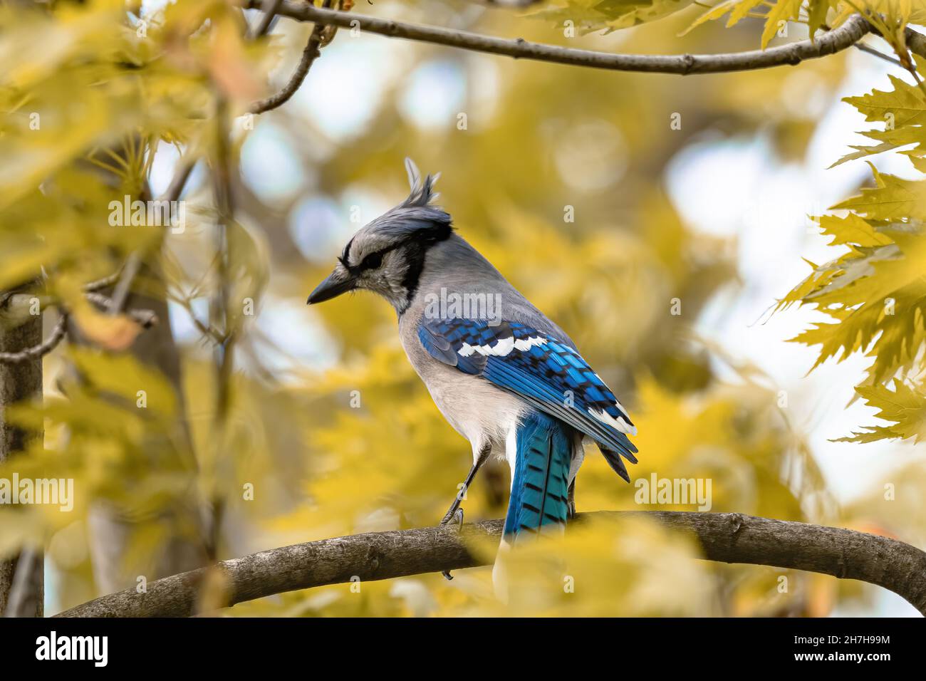 Mesmerizing shot of blue jay sitting on a tree branch on a cool autumn ...