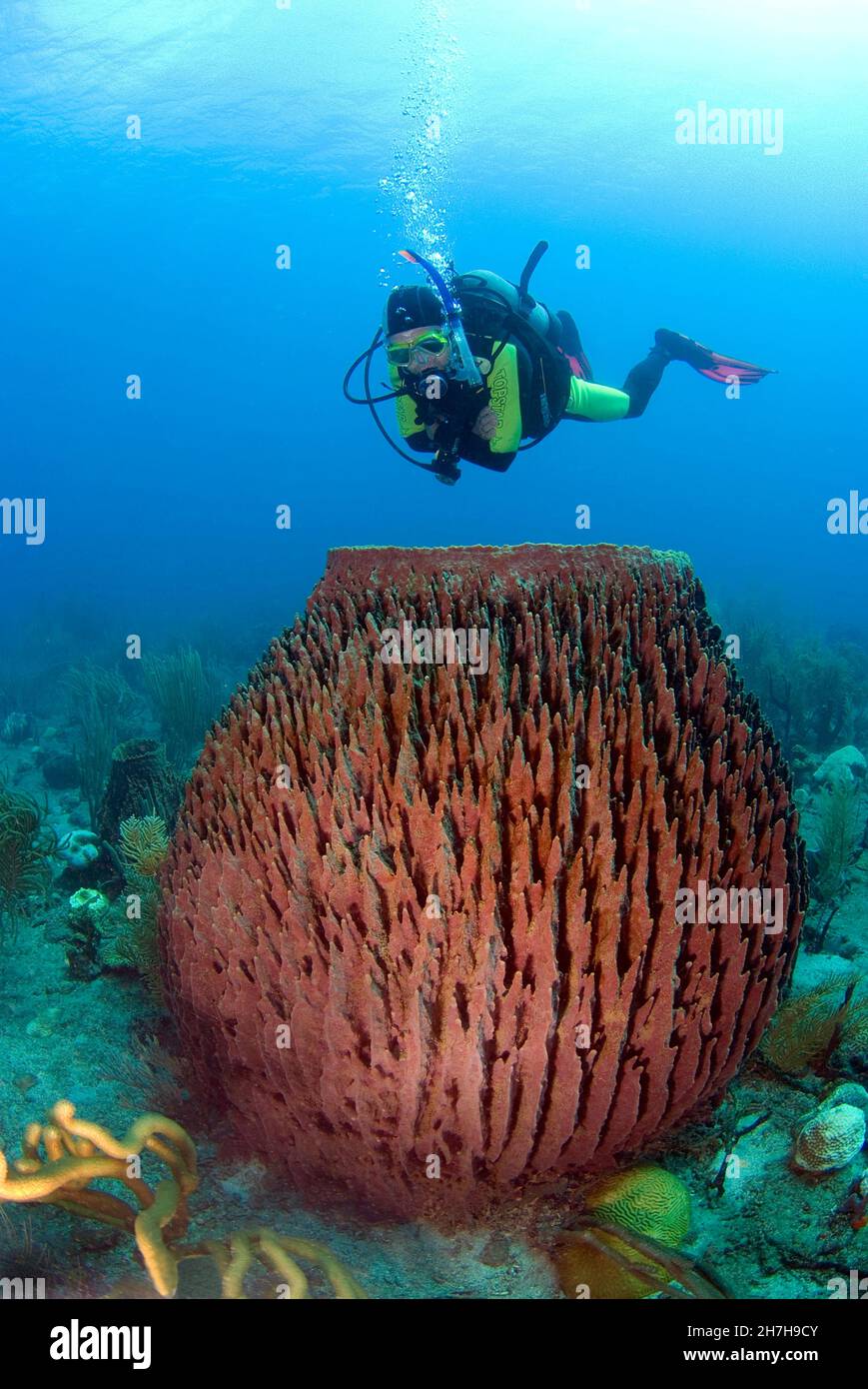 FRENCH WEST INDIES. MARTINIQUE ISLAND. DEEP SEA. HUGE BARREL SPONGE ...