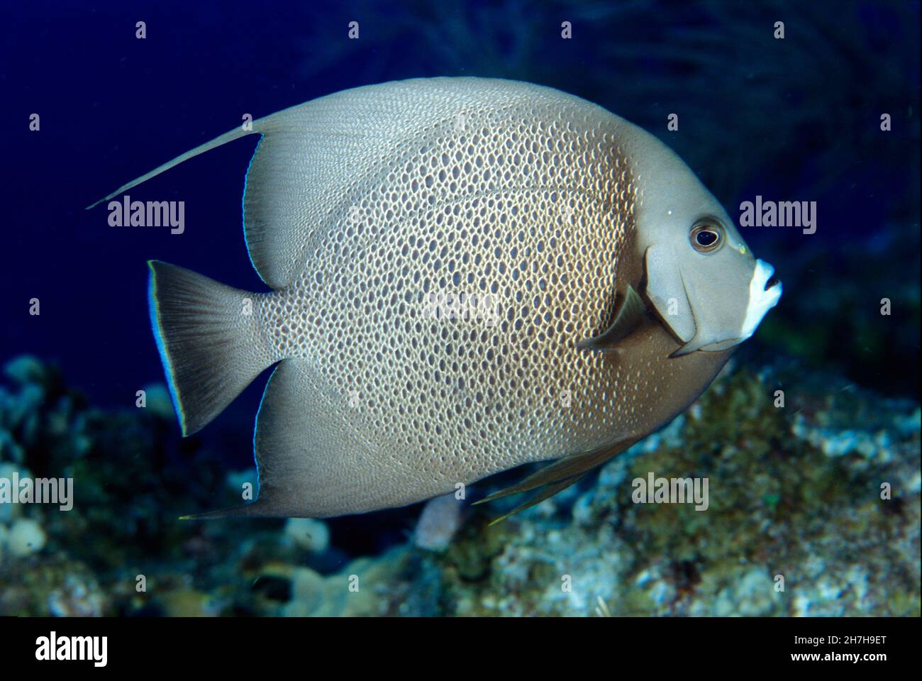 Gray Angelfish