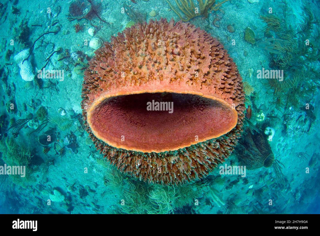 FRENCH WEST INDIES. MARTINIQUE ISLAND. DEEP SEA. GIANT BARREL SPONGE ...