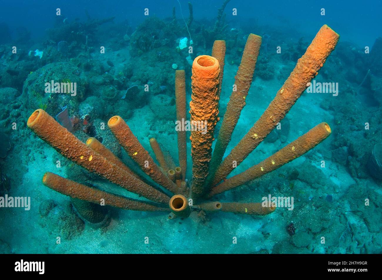 FRENCH WEST INDIES. MARTINIQUE ISLAND. DEEP SEA. YELLOW TUBULAR SPONGE ...
