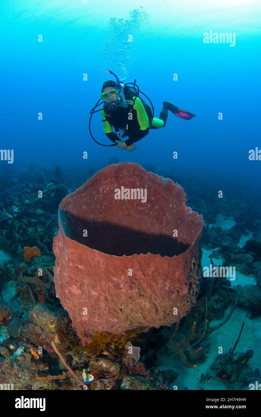 FRENCH WEST INDIES. MARTINIQUE ISLAND. DEEP SEA. BARREL SPONGE Stock ...