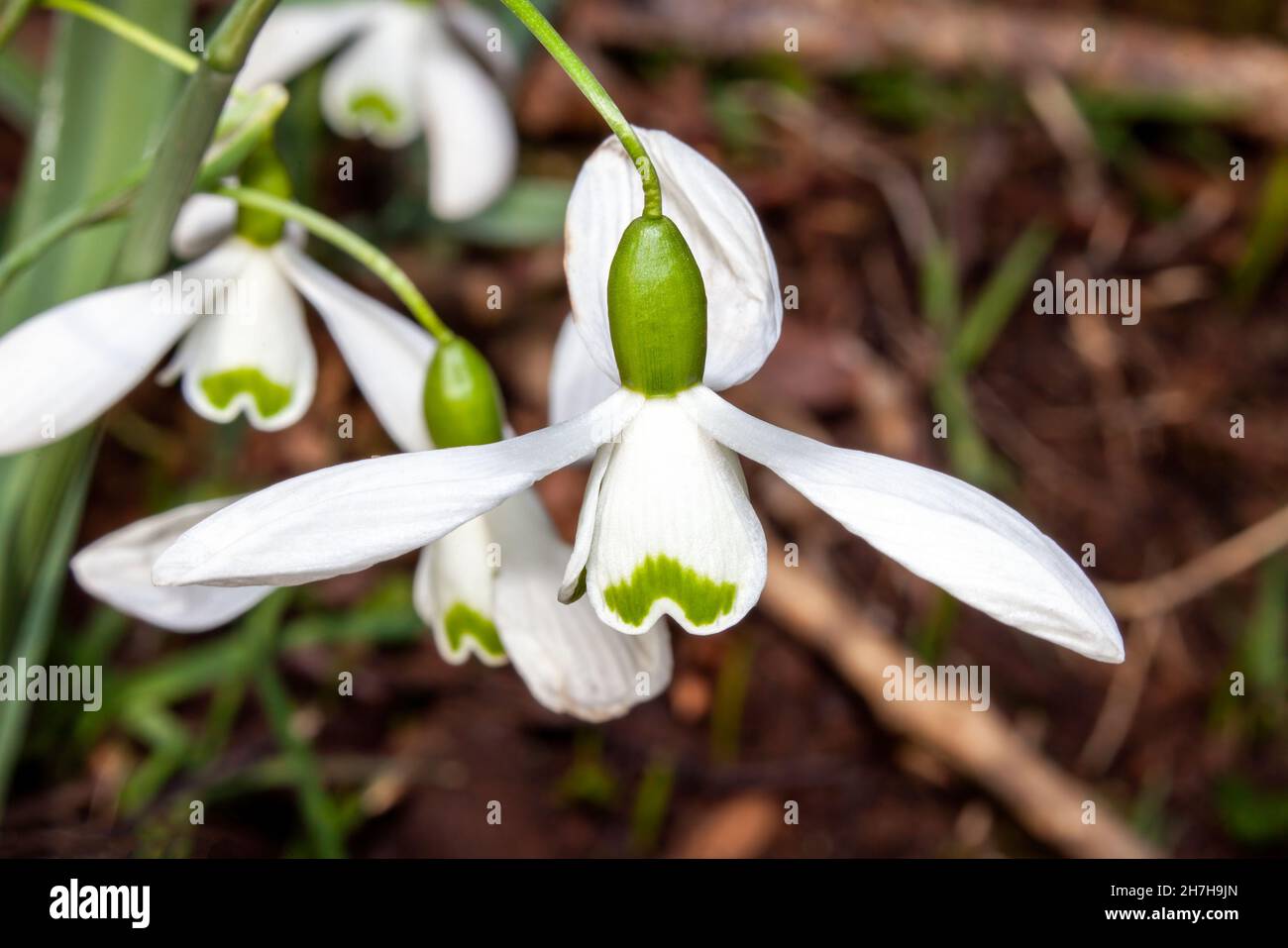 Snowdrop (Galanthus) 'Galatea' a winter spring flowering plant with a ...