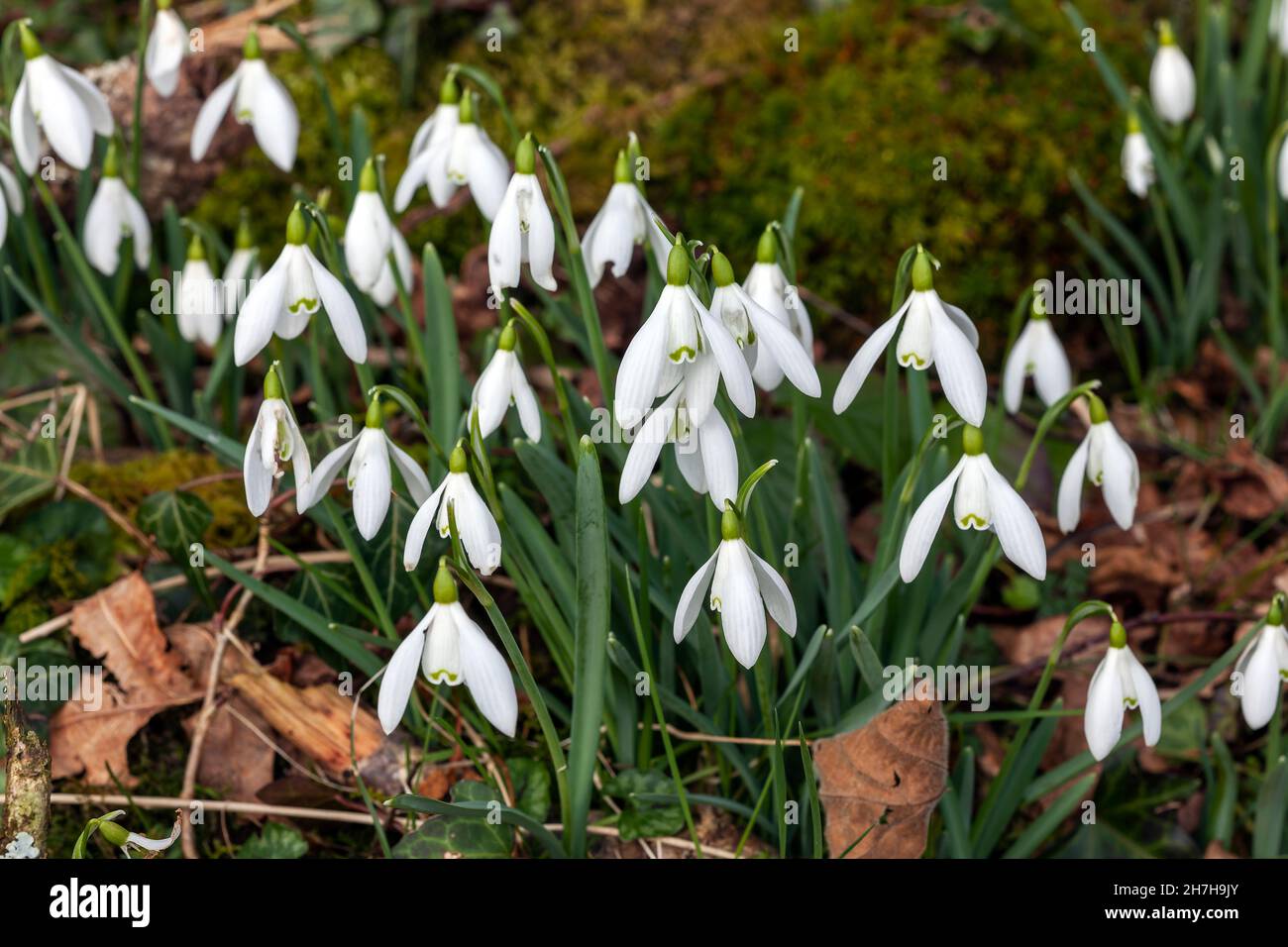 Galanthus s arnott hi-res stock photography and images - Alamy