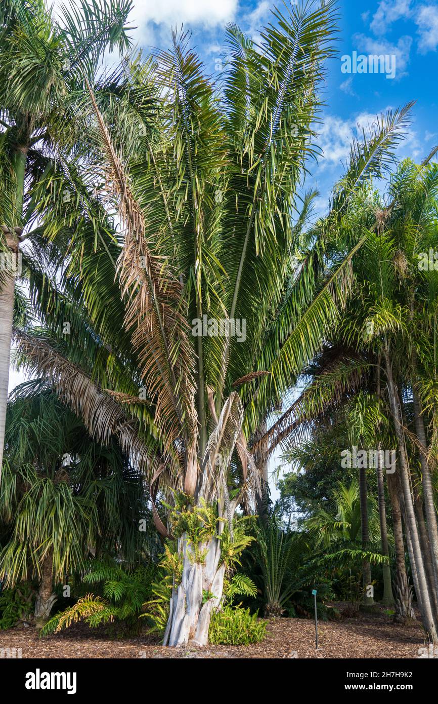 Angola tree hi-res stock photography and images - Alamy