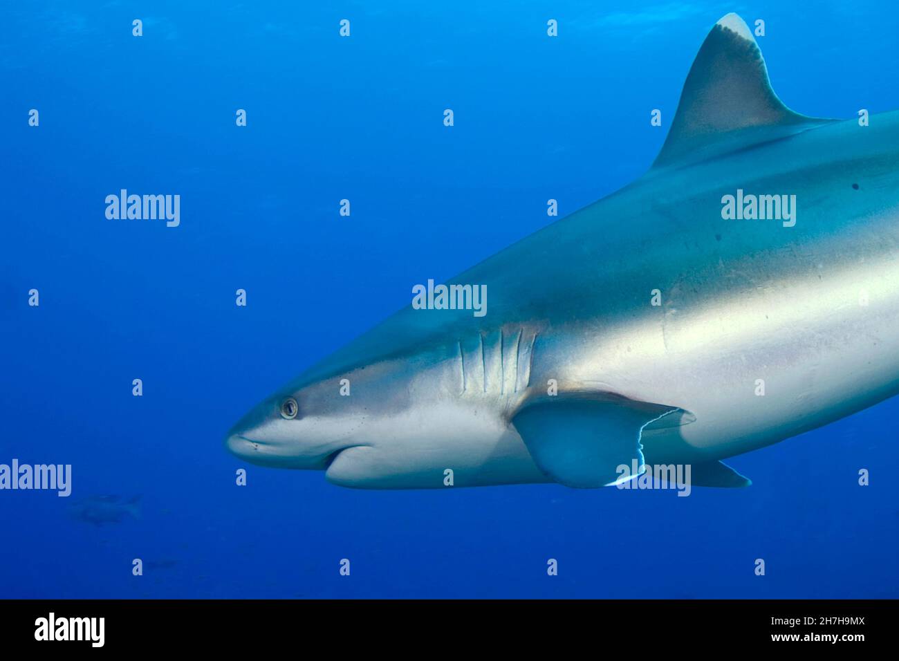 POLYNESIA. TUAMOTU. RANGIROA. TIPUTA'S PASS Stock Photo - Alamy