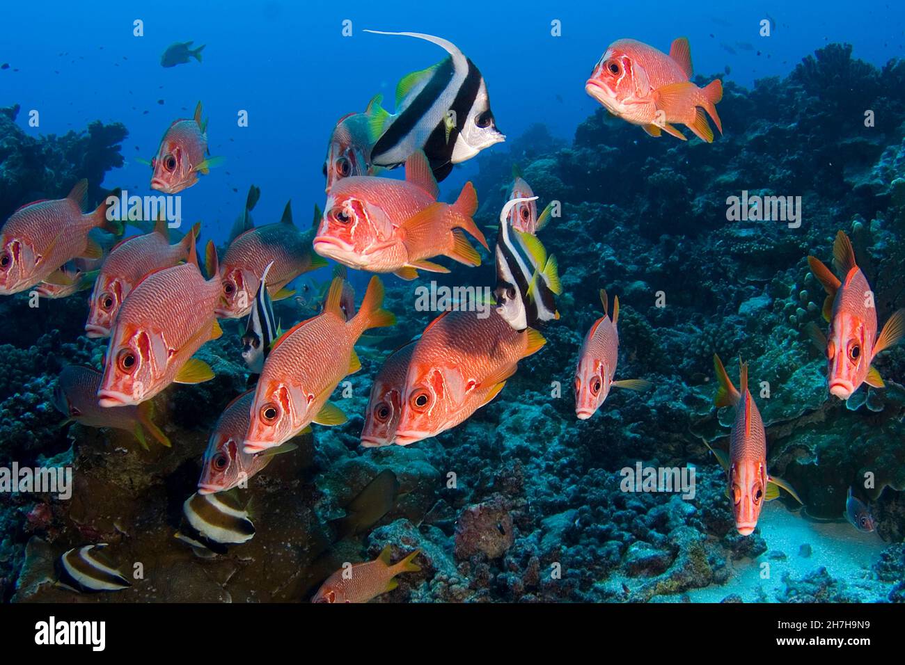 FRENCH POLYNESIA.TUAMOTU. RANGIROA. SOLDIER FISH Stock Photo - Alamy