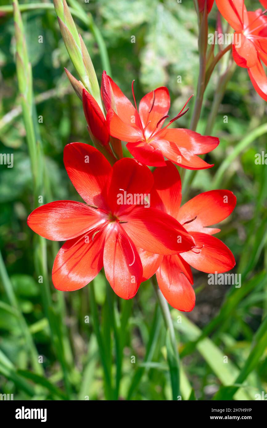 Hesperantha Coccinea a summer autumn fall flowering plant with a red ...