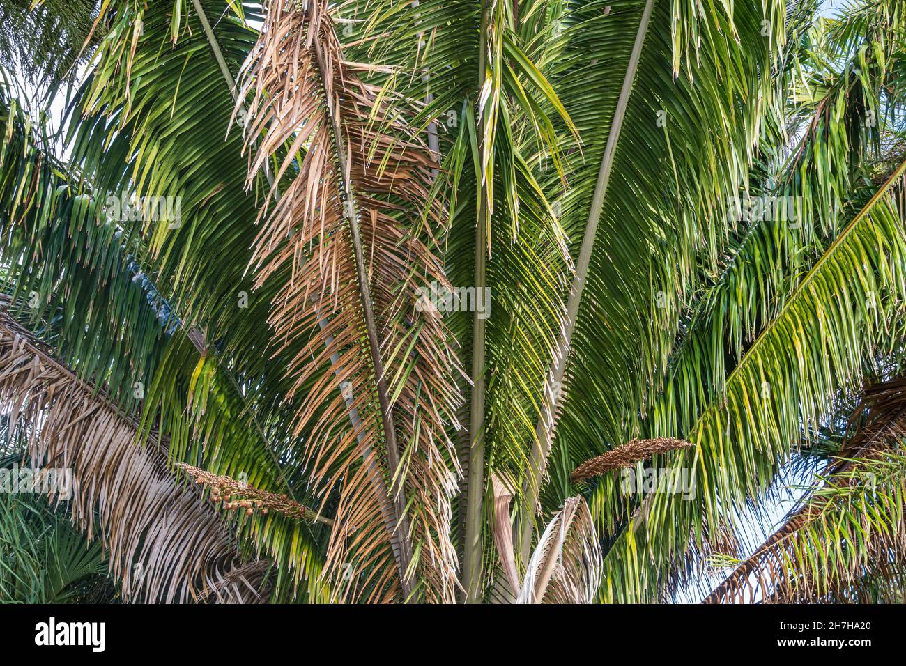 Closeup of malele a.k.a. Kwango giant cycad (Encephalartos laurentianus ...
