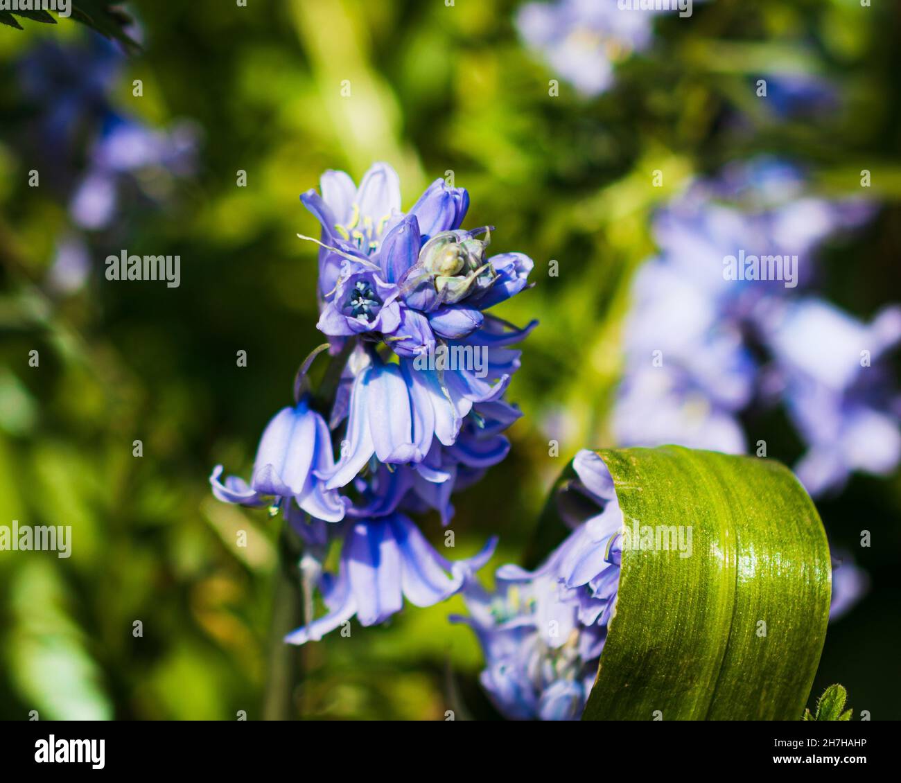 Bluebells growing in the garden Stock Photo - Alamy