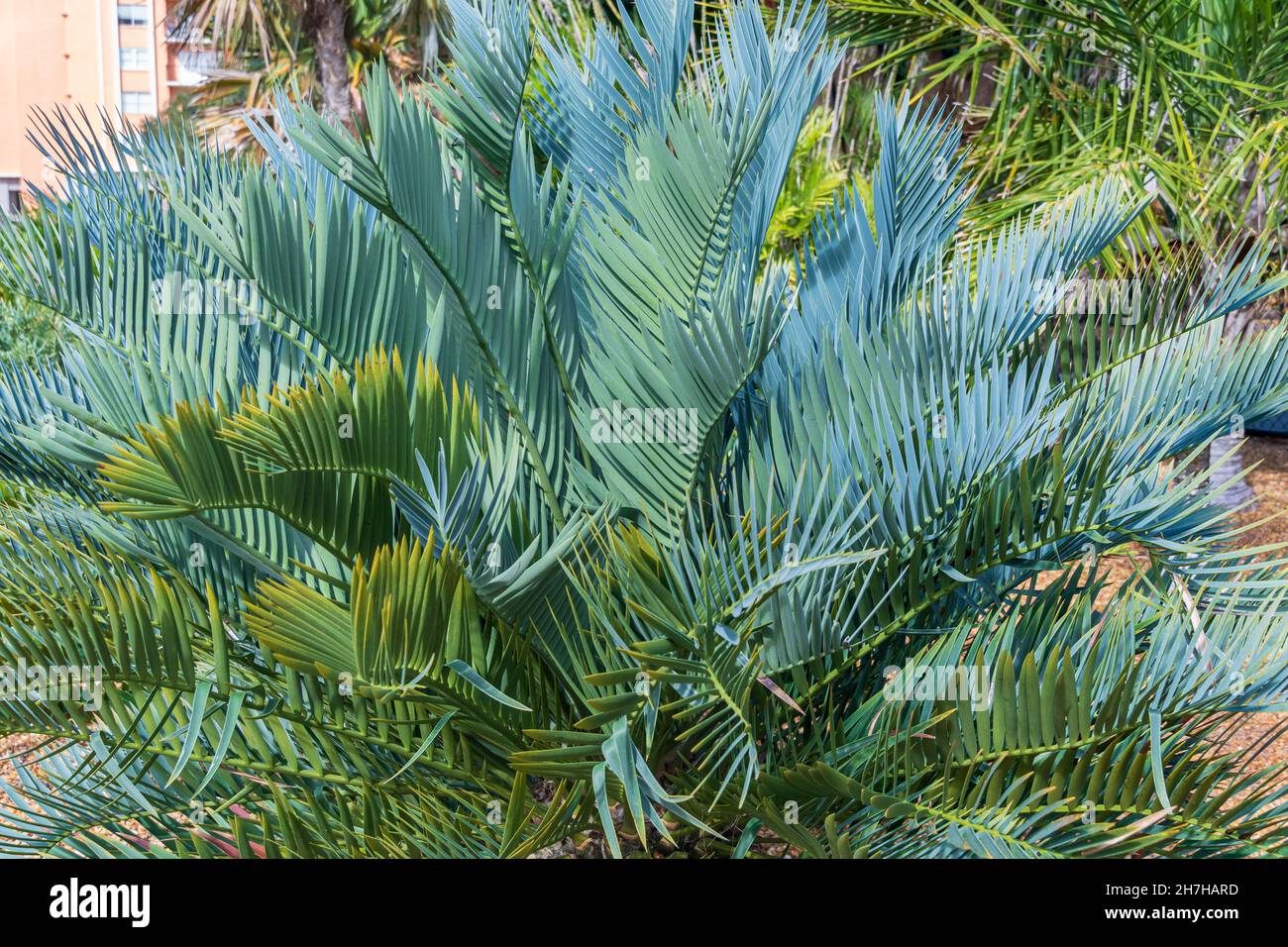 A blue cycad of species Encephalartos princeps, native to South Africa ...
