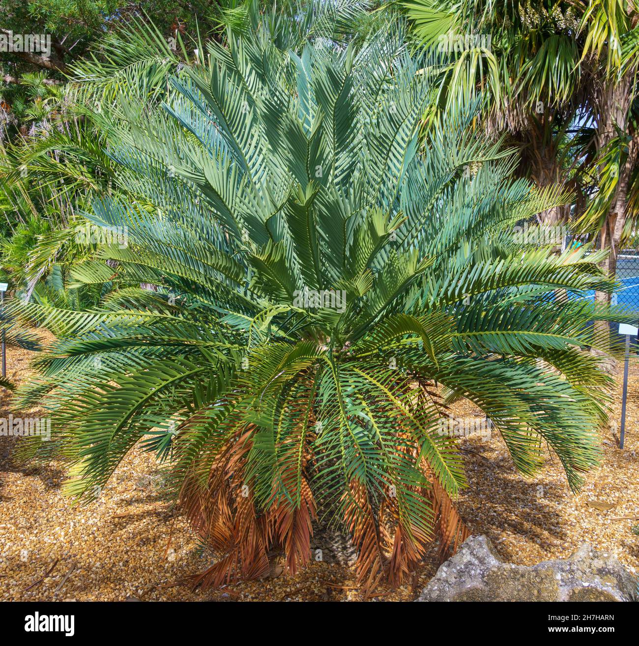 Palm of species Thrinax parviflora, endemic to the Blue Mountains of ...