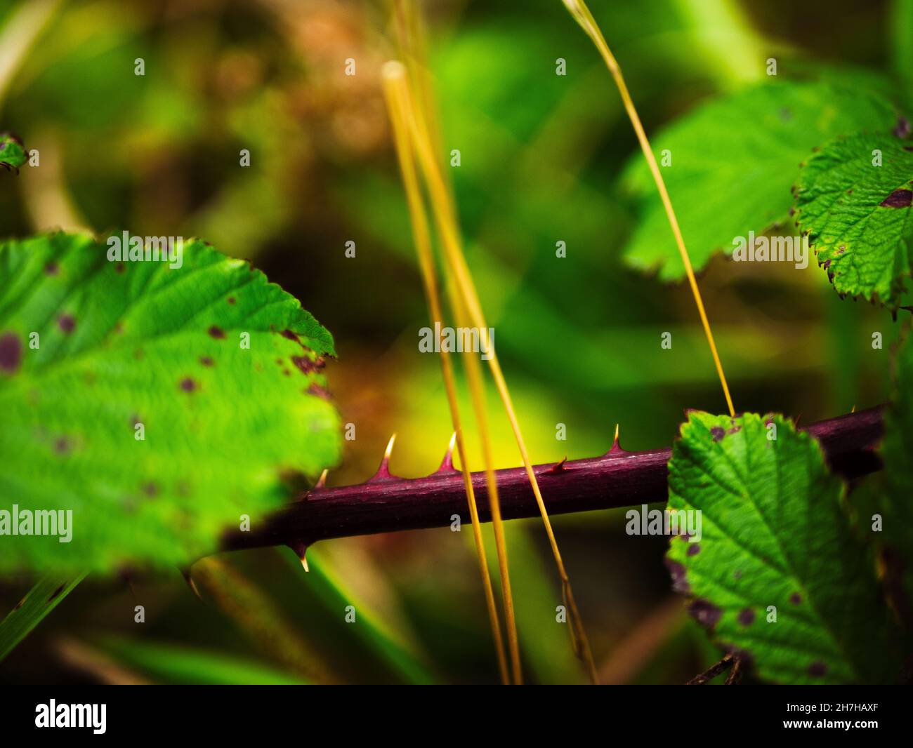 Macro shot of green leaves and purple prickly stems Stock Photo - Alamy